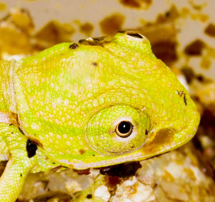 Parietal Eye: The Mystery Of The Third Eye