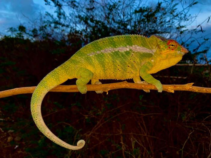 Do Chameleons Get Fat In The Wild