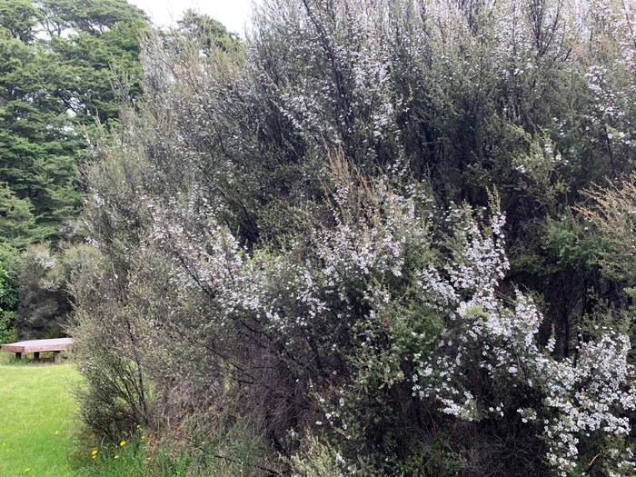 The Secret Of Manuka