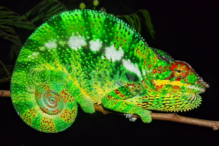 Furcifer Pardalis (Panther Chameleon)