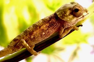 Calumma sp.