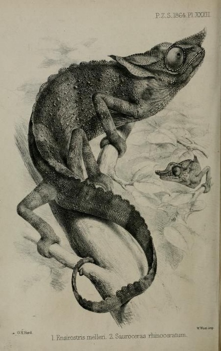 History Of Chameleonology Drawings And Pictures