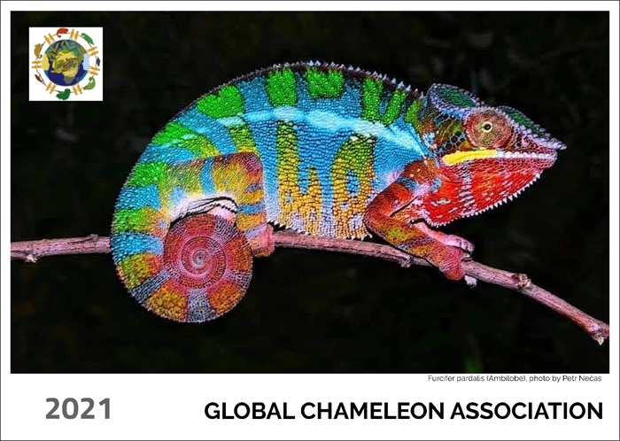Petr Nečas: Chameleon Calendar, Posters