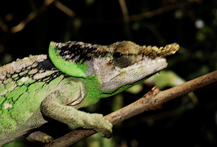 OCCIPITAL FLAPS, THE MYSTERIOUS MORPHOLOGICAL STRUCTURES IN CHAMELEONS ...