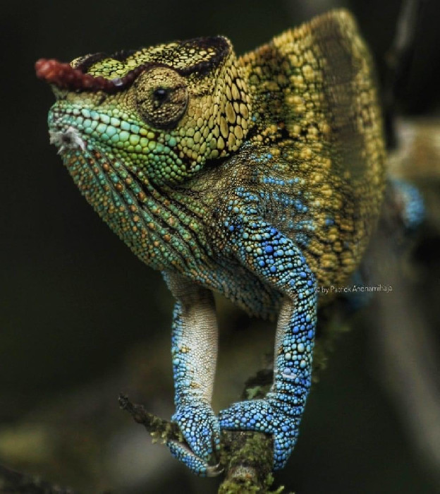 Calumma crypticum