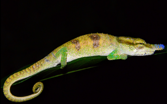 Calumma lionotum