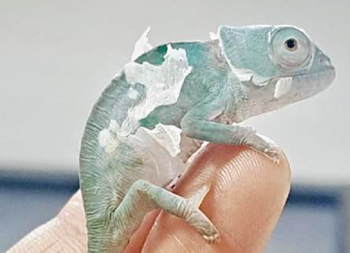 Calumma globifier CB :: Chameleons