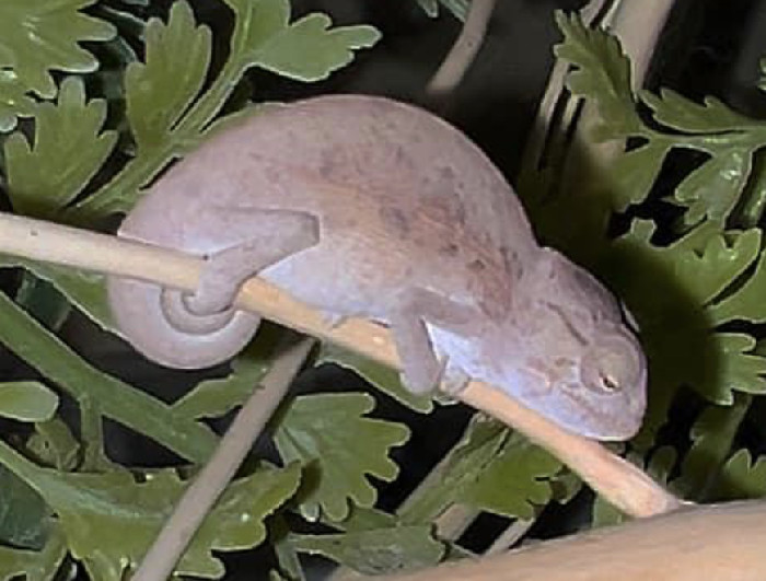 Furcifer major :: Chameleons