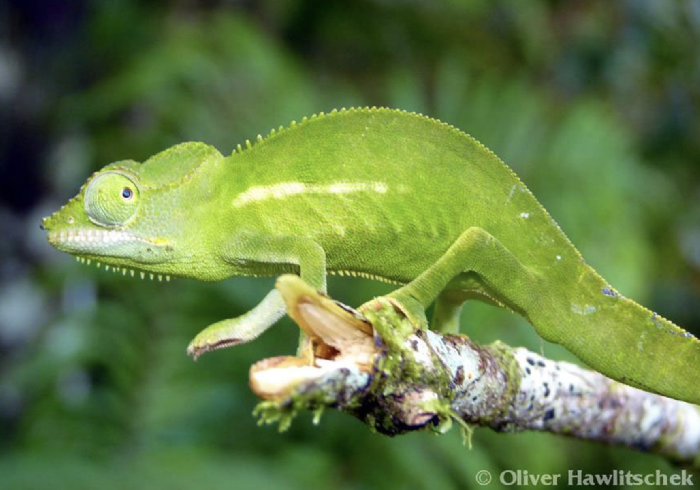 Furcifer cephalolepis :: Chameleons