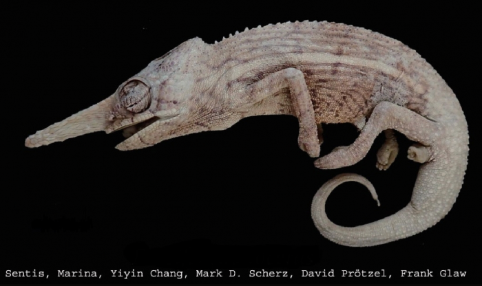Furcifer monoceras :: Chameleons