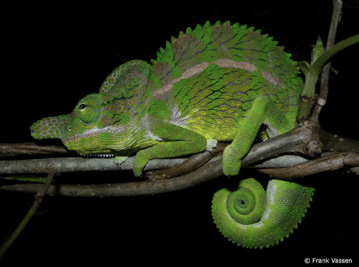 Furcifer labordi :: Chameleons