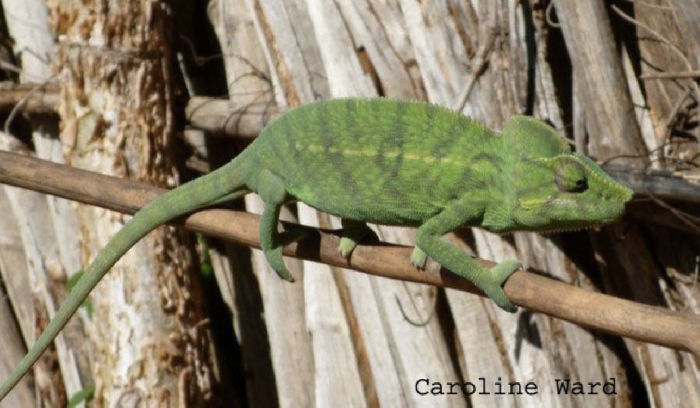 Furcifer tuzetae :: Chameleons