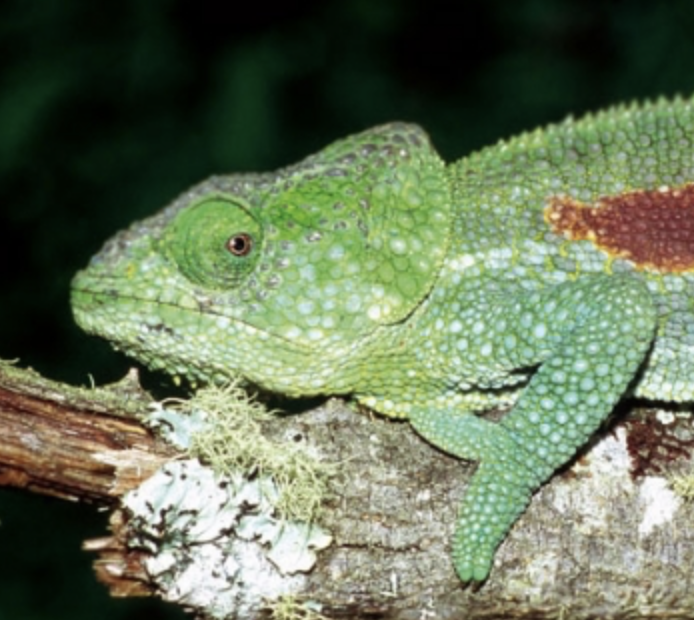 Calumma capuroni :: Chameleons