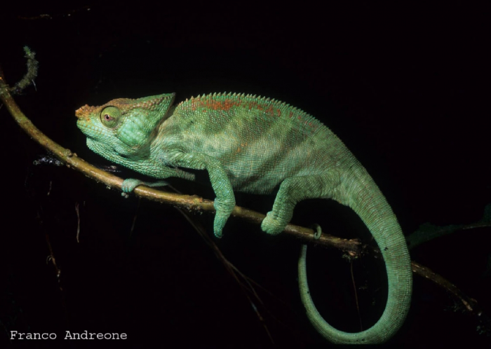 Calumma sp. Betaolana :: Chameleons