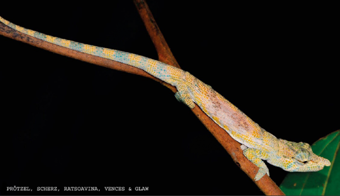Calumma ratnasariae :: Chameleons