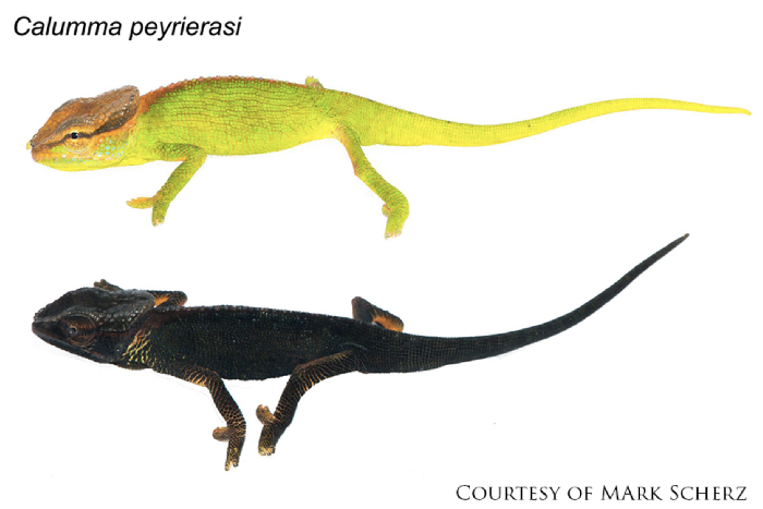 Calumma peyrierasi :: Chameleons