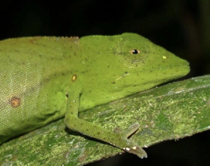 Calumma marojezenze :: Chameleons