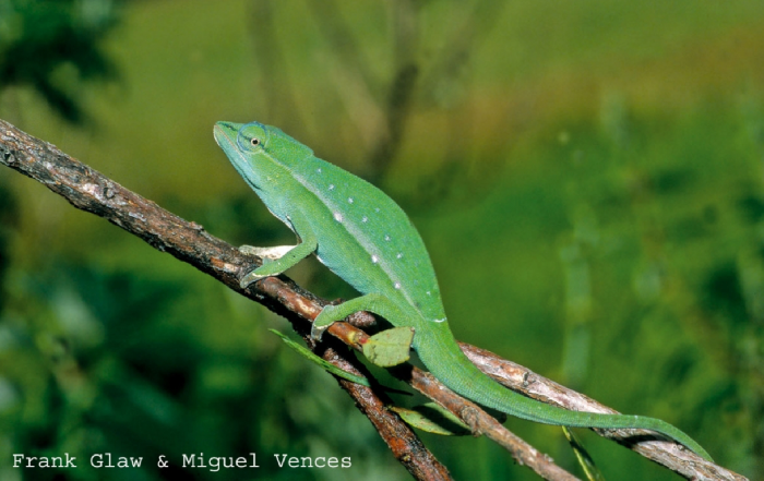Calumma andrigitraense :: Chameleons