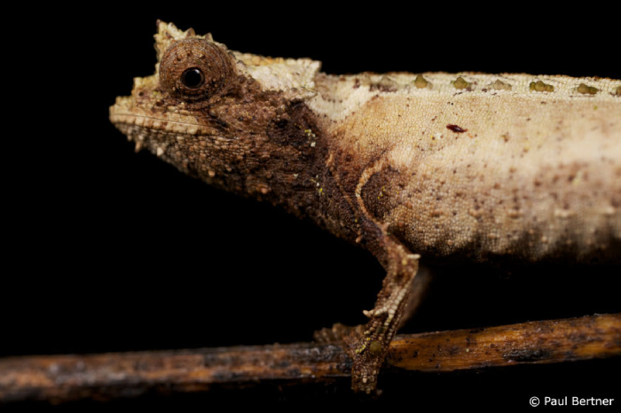 Brookesia sp. Ankarafantsika :: Chameleons