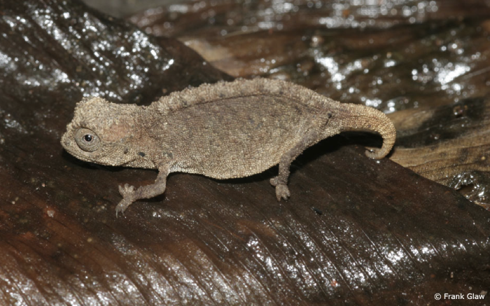 Brookesia micra :: Chameleons