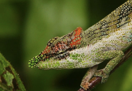 Calumma sp. Patrick :: Chameleons