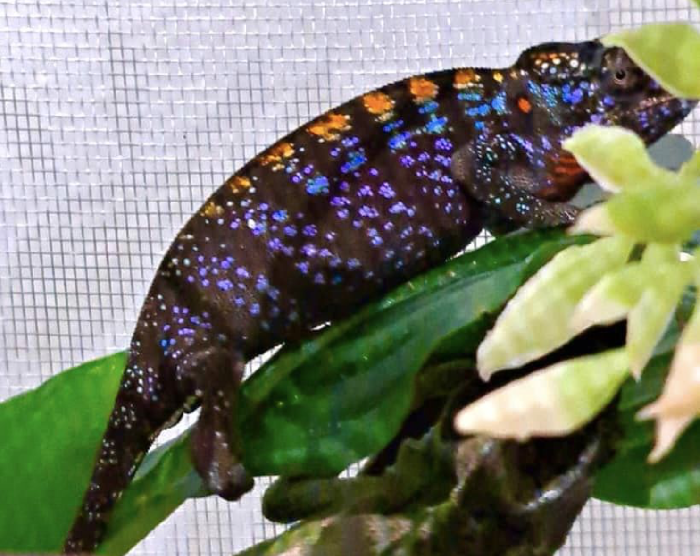 Furcifer labordi CB :: Chameleons
