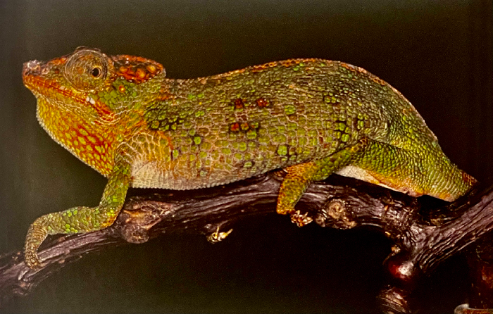 Kinyongia artytor CB :: Chameleons