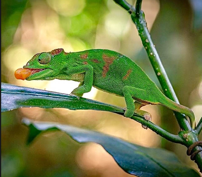 Nadzikambia baylissi :: Chameleons