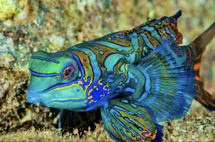 The Chameleon Fish :: Chameleons