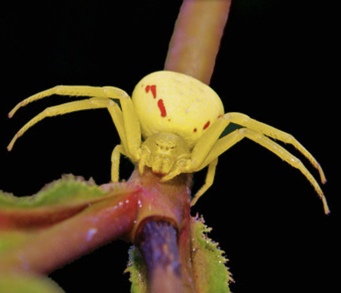 The Chameleon Spider :: Chameleons