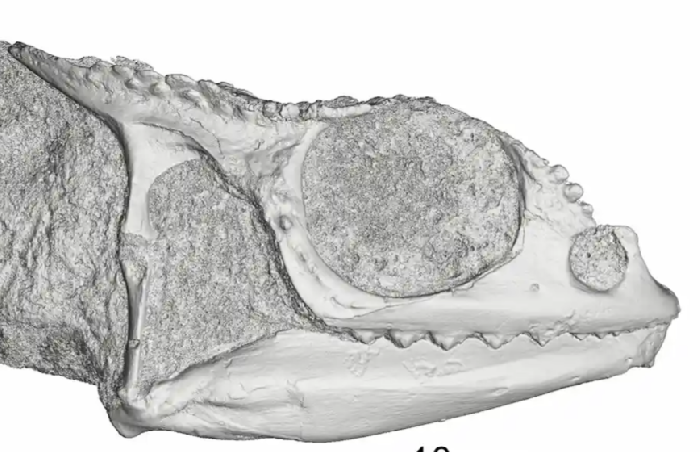Fossil Chameleons :: Chameleons