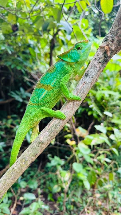 Calumma parsonii Green Giant :: Chameleons