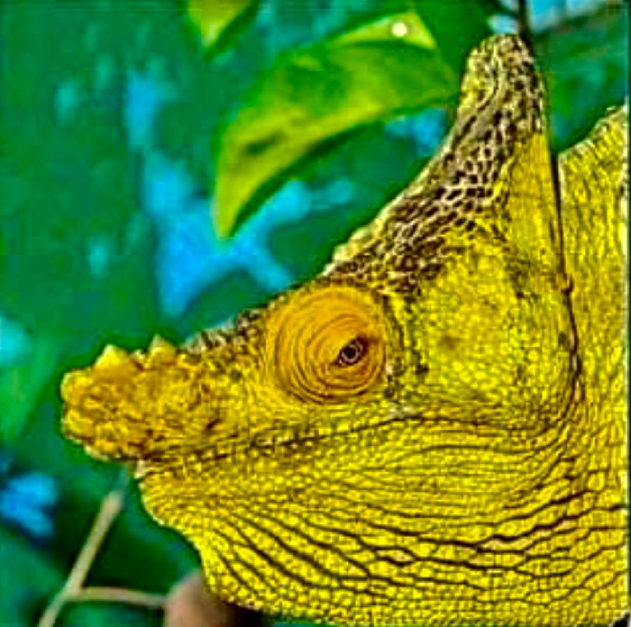 Calumma parsonii Yellow Giant :: Chameleons