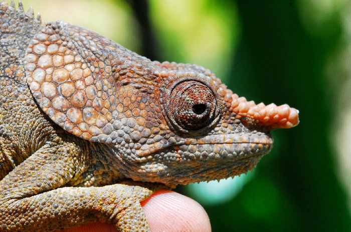 Calumma brevicorne CB :: Chameleons