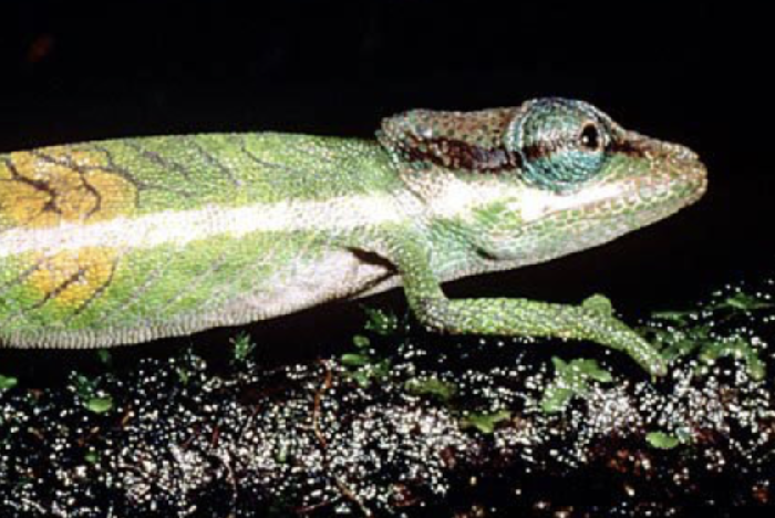 Calumma vatosoa :: Chameleons