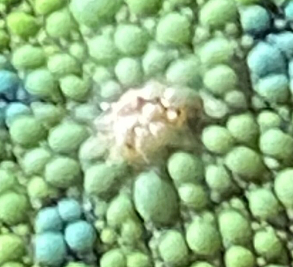 Papillomavirus Infection in chameleons :: Chameleons