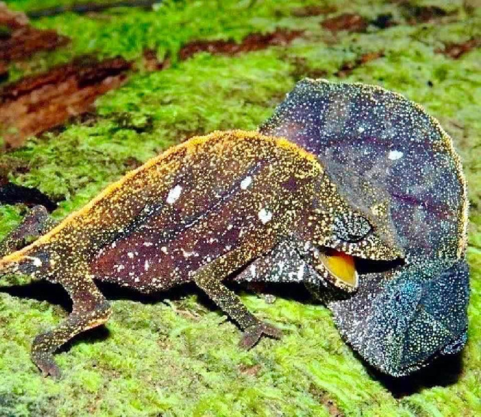 Rhampholeon hattinghi :: Chameleons