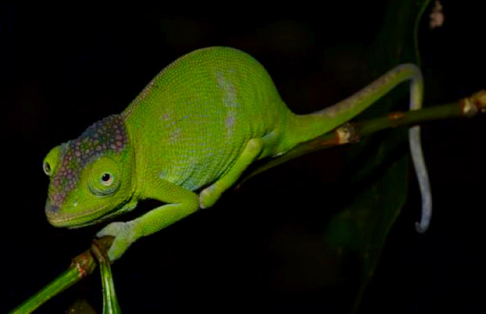 Nadzikambia sp. Mount Ribáuè :: Chameleons