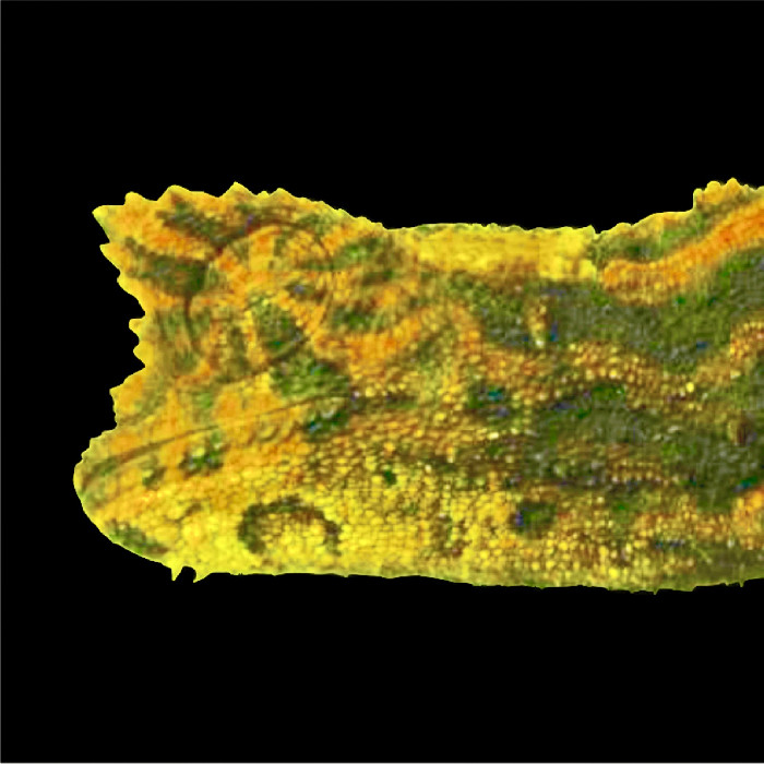 Brookesia lineata :: Chameleons