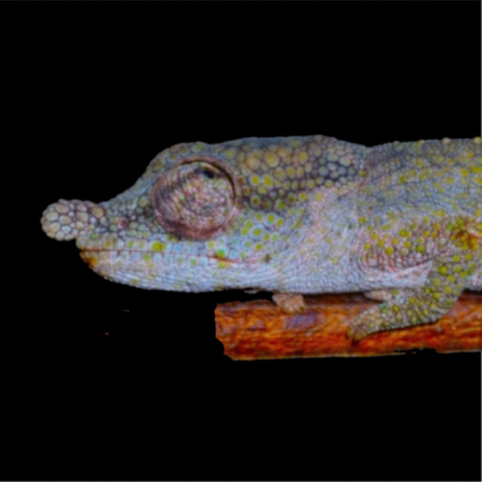 Calumma lefona :: Chameleons