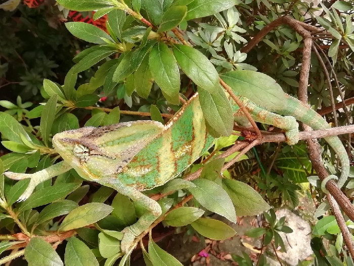 Chamaeleo calyptratus, Mexico :: Chameleons