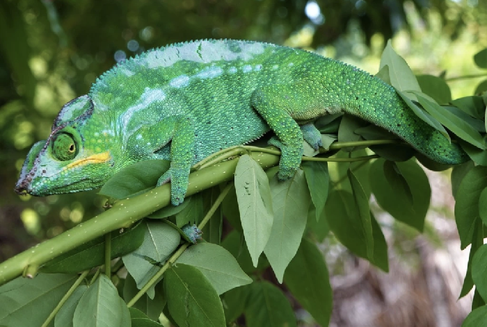 Furcifer pardalis, Anjouan :: Chameleons