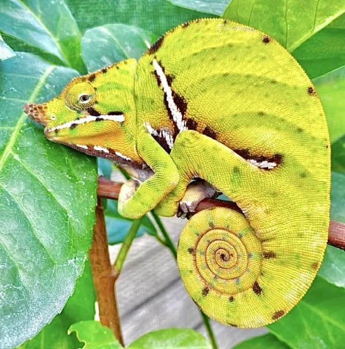 Furcifer balteatus CB :: Chameleons