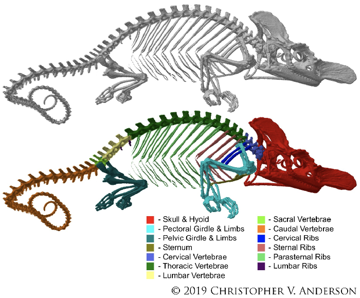 Chameleon Skeletal Anatomy in Color and in microCT :: Chameleons