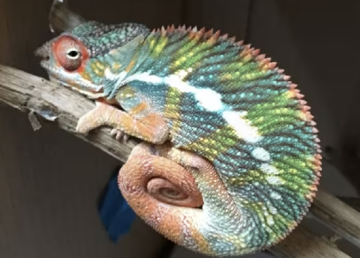 Furcifer pardalis, Wales, GB :: Chameleons