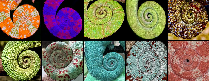 Do the chameleons curl the tail up or down? :: Chameleons