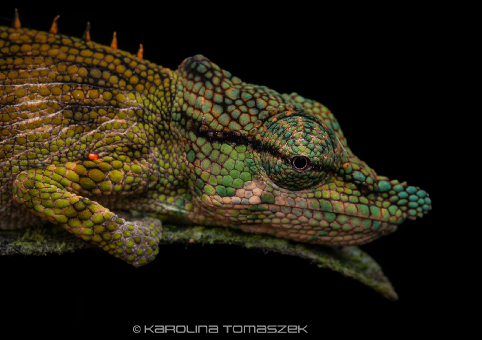Calumma tjasmantoi :: Chameleons