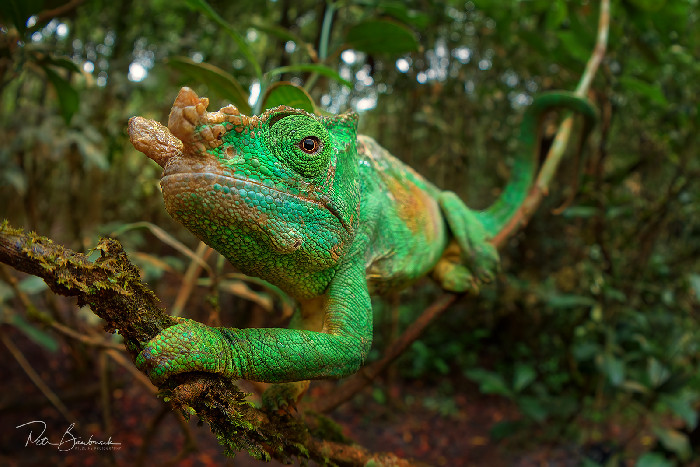 Calumma cristifer :: Chameleons