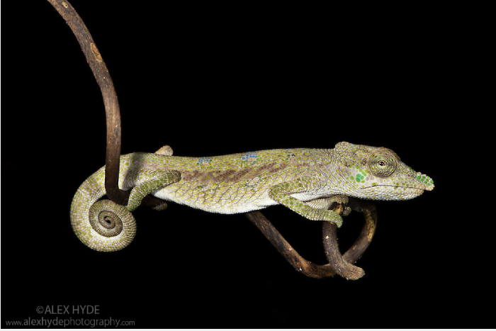 Calumma sp. Masoala :: Chameleons