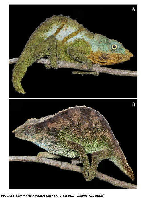 Pygmy chameleons of the Rhampholeon platyceps compex (Squamata ...